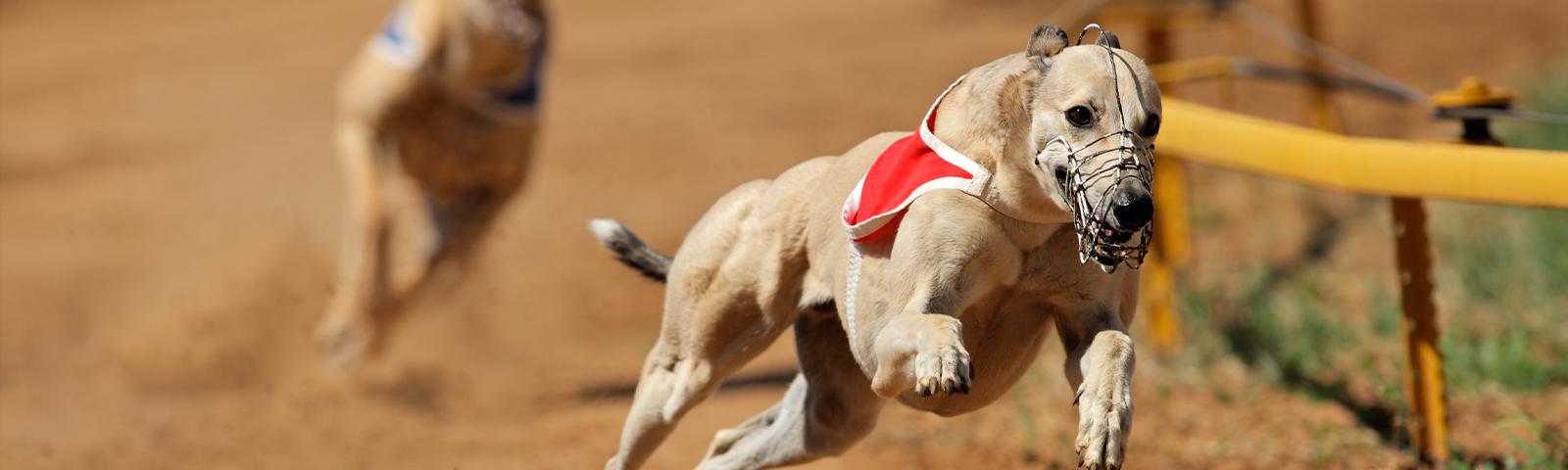 Racing | Greyhound Racing | Sunderland Greyhounds