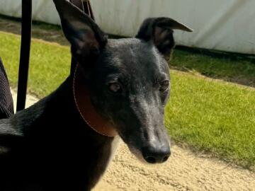 Sunderland Greyhounds | Sunderland Greyhound Stadium