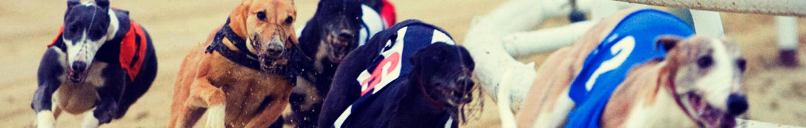 Greyhound Results | Sunderland Greyhounds