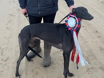 News | Racing News | Sunderland Greyhounds