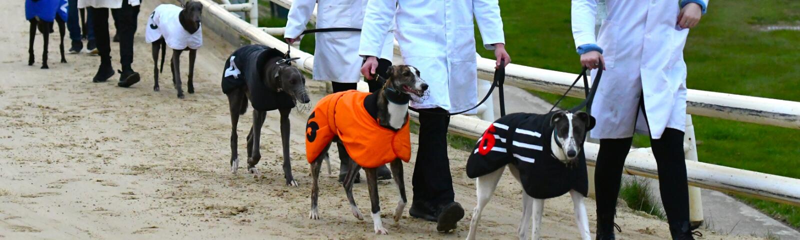 Greyhound Results | Sunderland Greyhounds