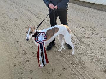 Sunderland Greyhounds | Sunderland Dogs