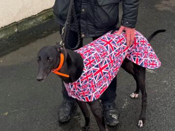 Sunderland Greyhounds | Sunderland Dogs