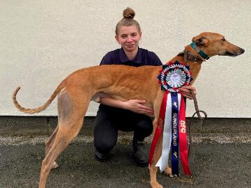 Sunderland Greyhounds | Sunderland Dogs