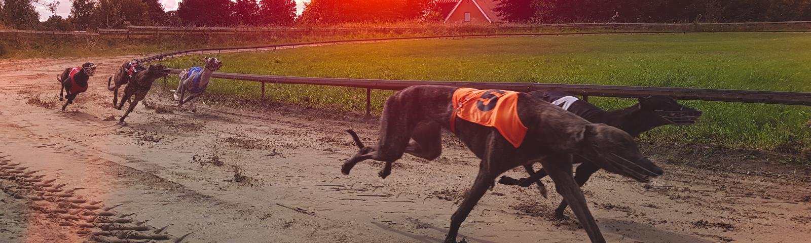 Greyhound Results | Sunderland Greyhounds Greyhound Results | Sunderland Greyhounds