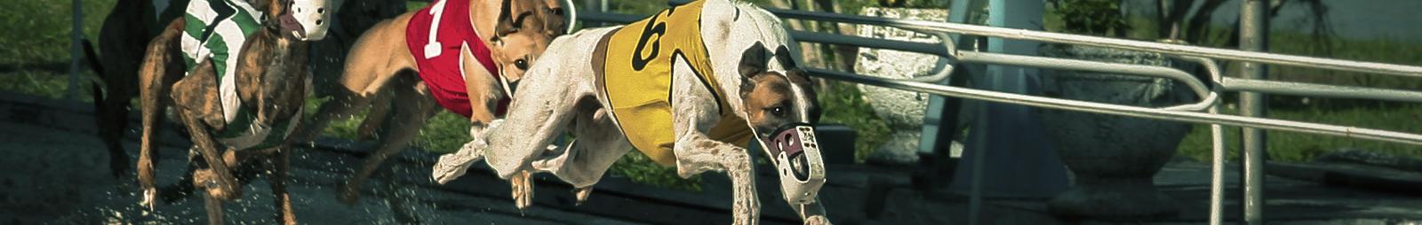 Greyhound Results | Sunderland Greyhounds